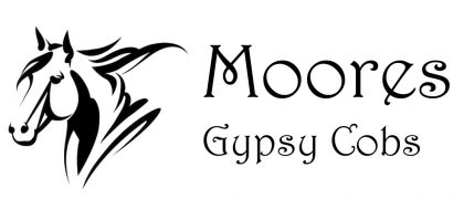 Moores Gypsy Cobs – Equestrian Sales and Services