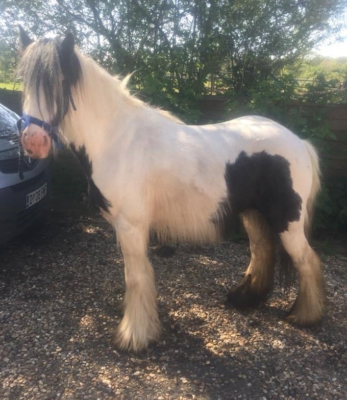 Rescues and Rehoming – Moores Gypsy Cobs