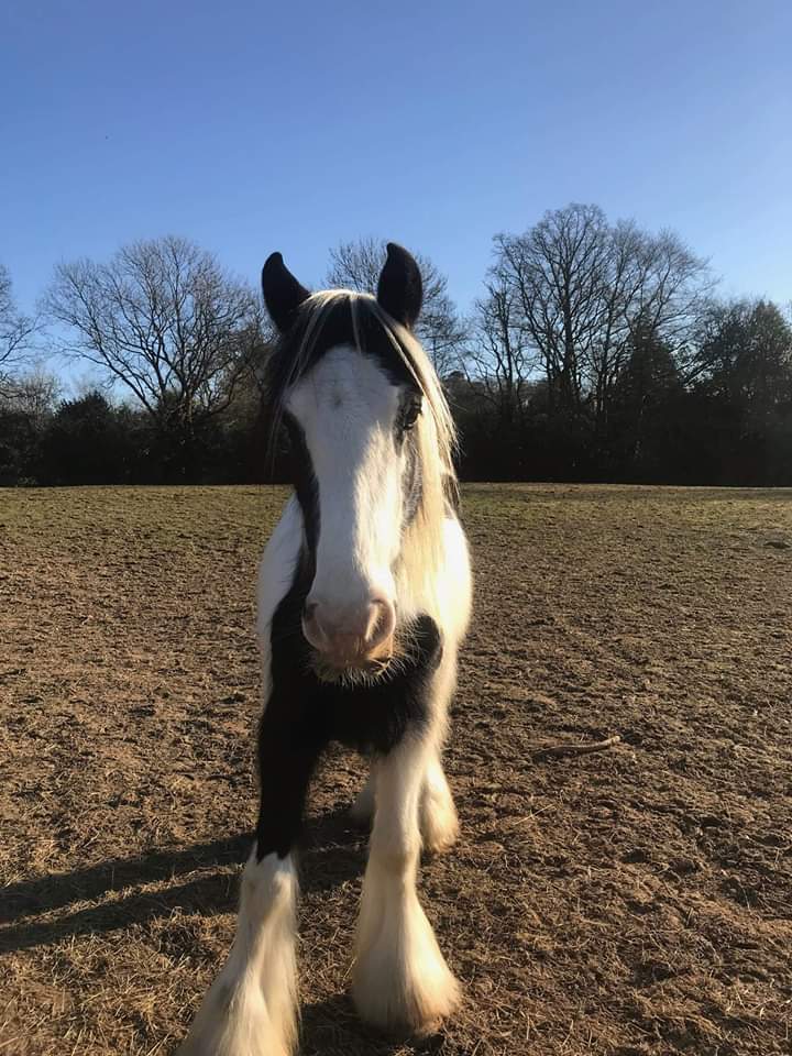 Rescues and Rehoming – Moores Gypsy Cobs