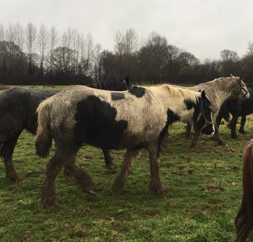 Rescues and Rehoming – Moores Gypsy Cobs