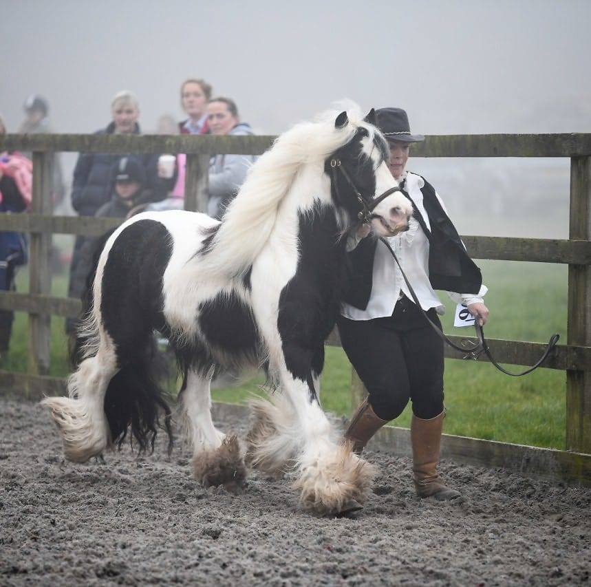 Rescues and Rehoming – Moores Gypsy Cobs