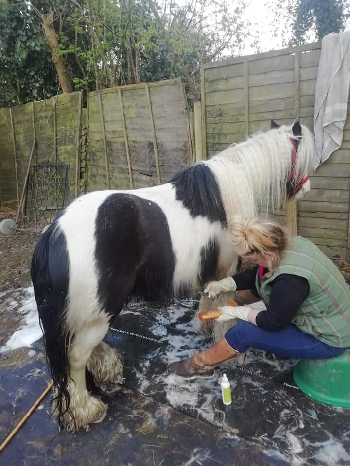 Rescues and Rehoming – Moores Gypsy Cobs