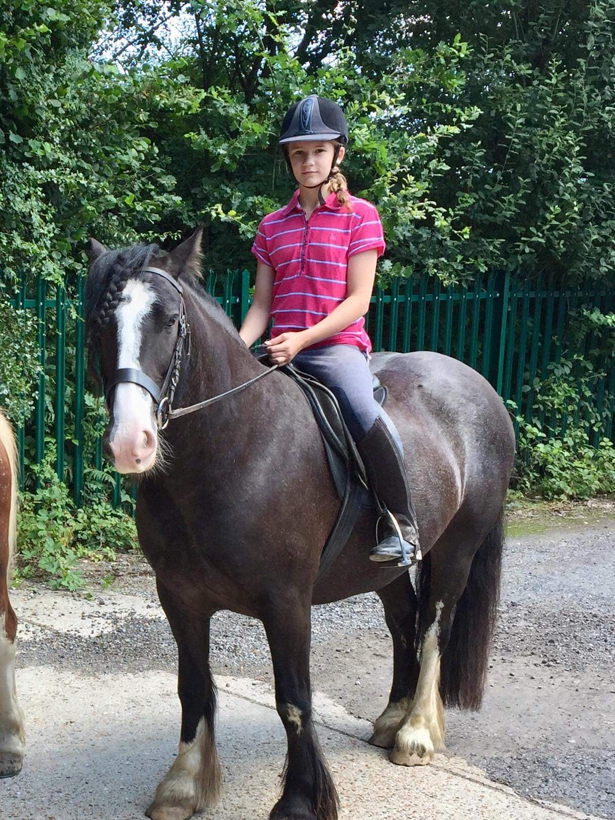 Recently Sold – Moores Gypsy Cobs