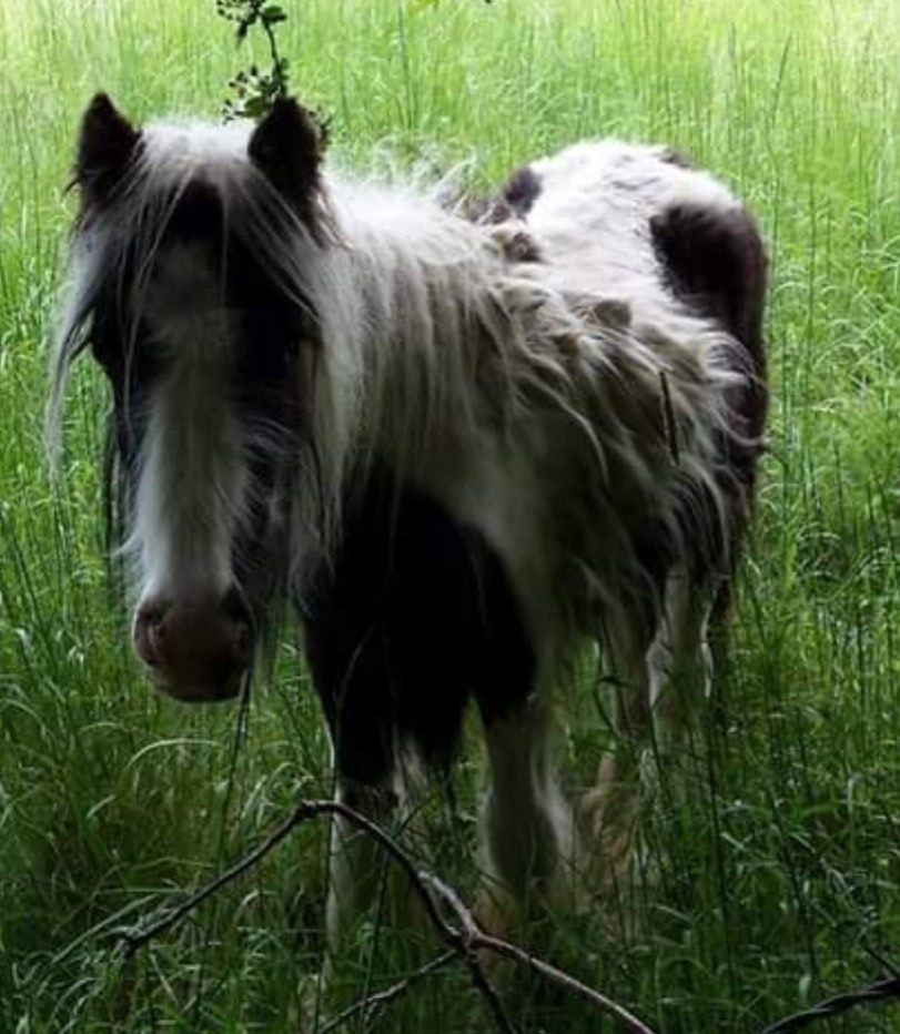 Rescues and Rehoming – Moores Gypsy Cobs