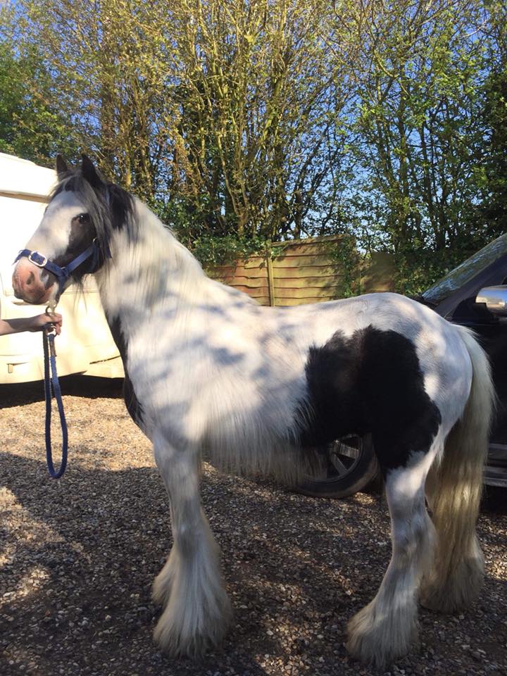 Rescues and Rehoming – Moores Gypsy Cobs