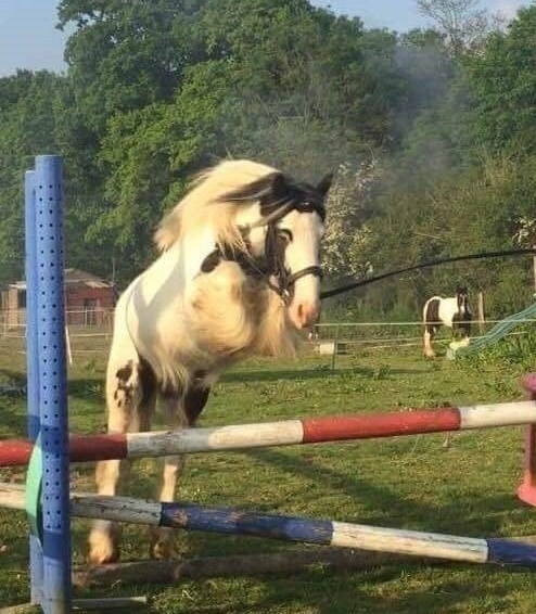 Rescues and Rehoming – Moores Gypsy Cobs