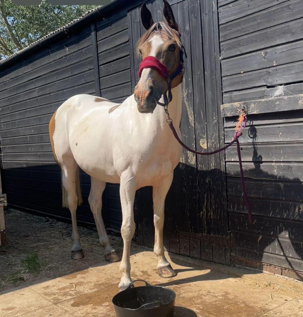 For Sale – Moores Gypsy Cobs