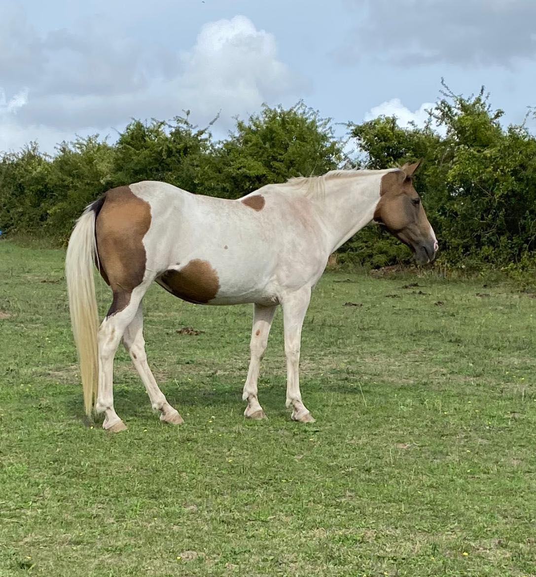 For Sale – Moores Gypsy Cobs