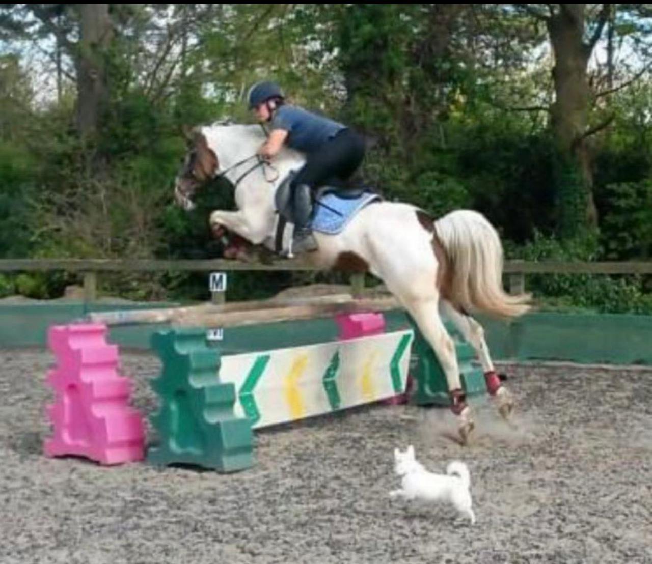 For Sale – Moores Gypsy Cobs