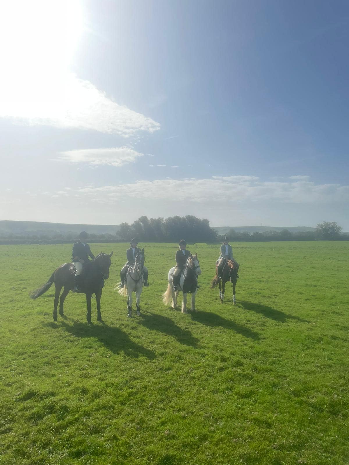 For Sale – Moores Gypsy Cobs