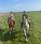 For Sale – Moores Gypsy Cobs