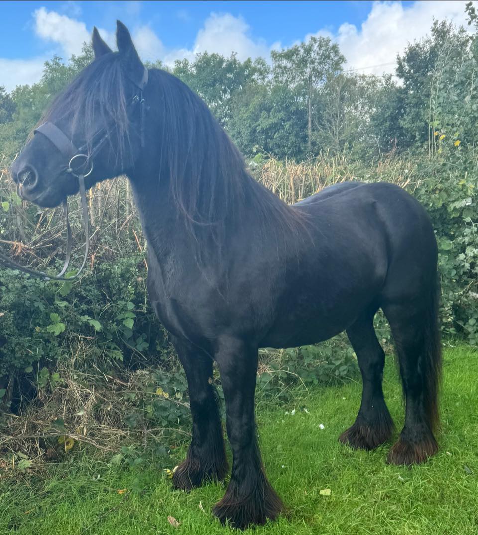 For Sale – Moores Gypsy Cobs