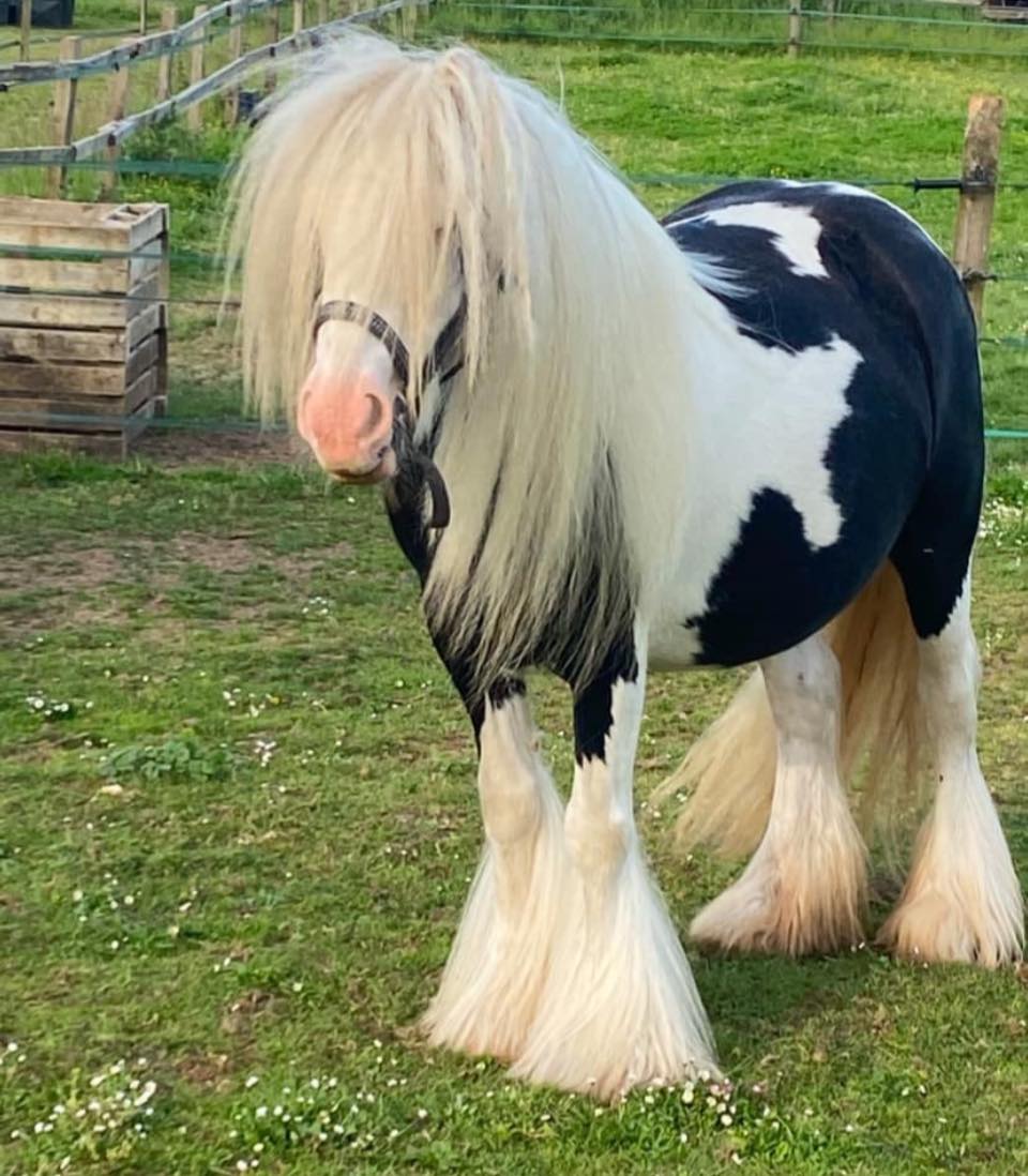 For Sale – Moores Gypsy Cobs