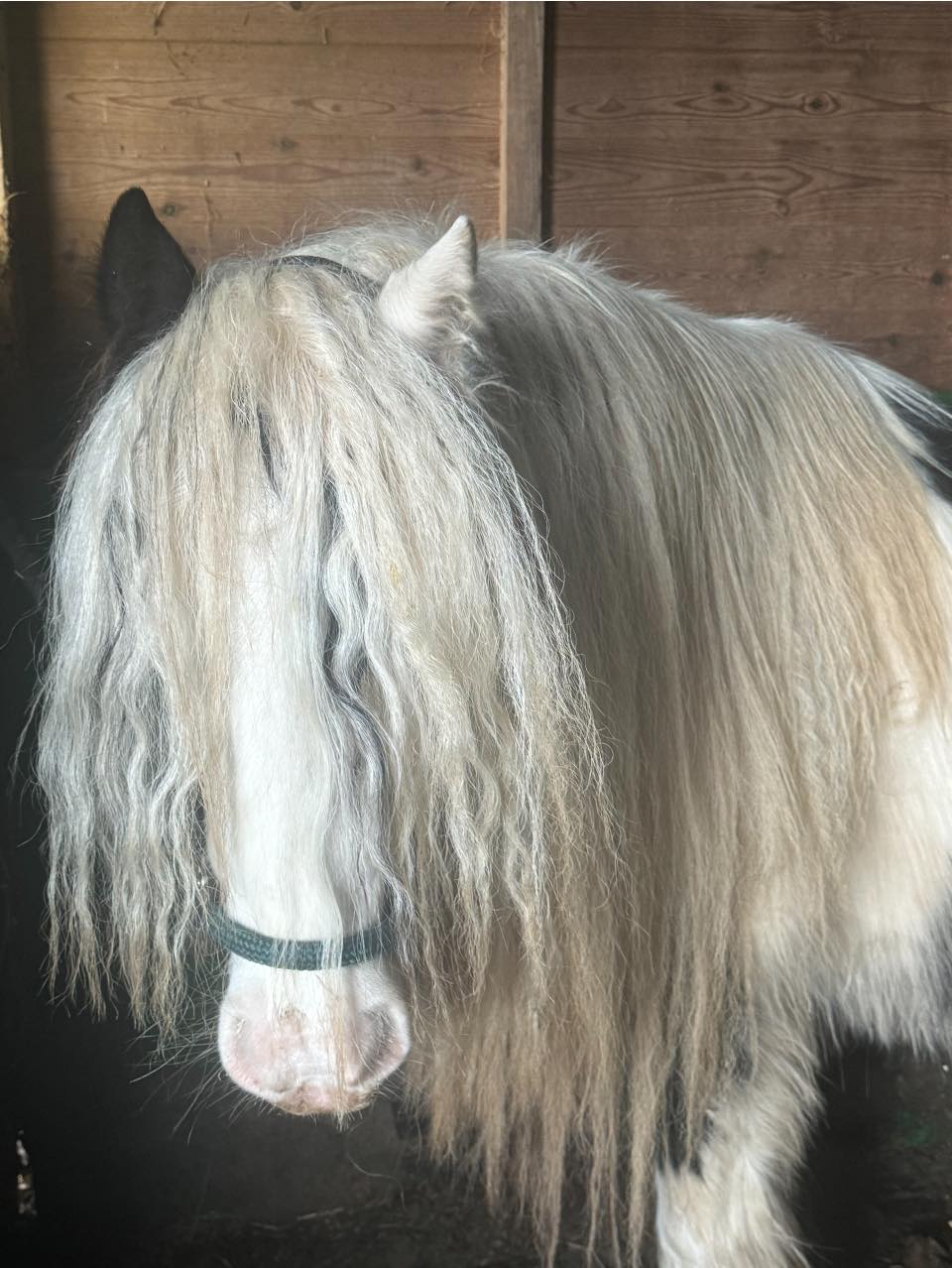 For Sale – Moores Gypsy Cobs