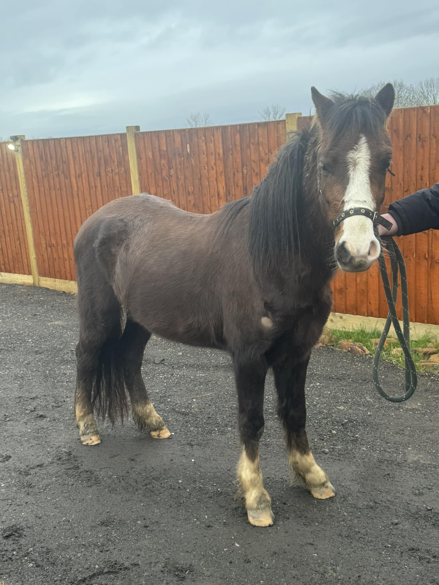 For Sale – Moores Gypsy Cobs