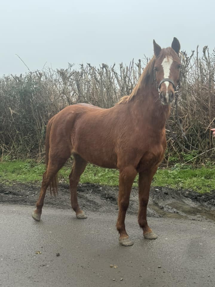 For Sale – Moores Gypsy Cobs