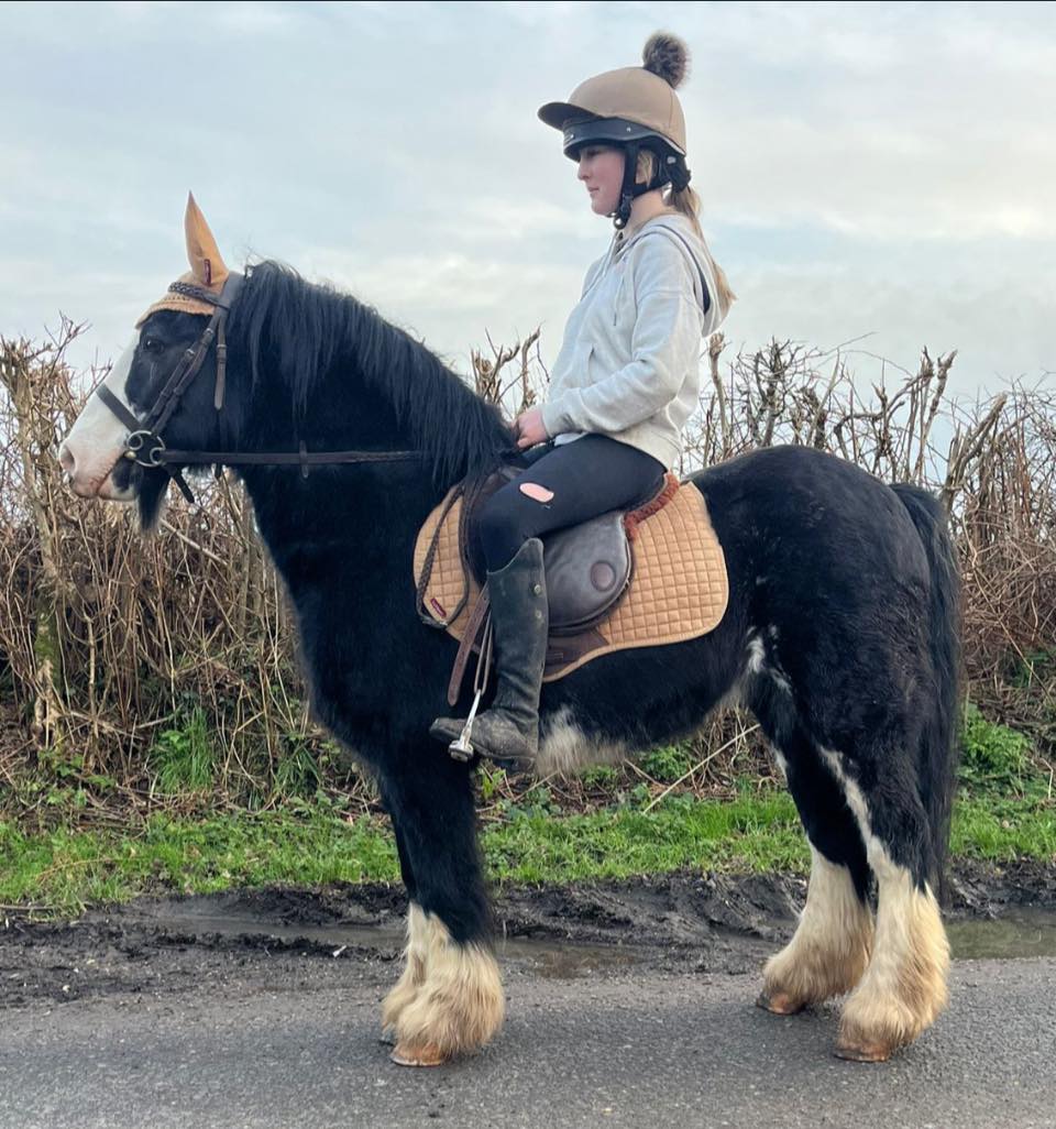 For Sale – Moores Gypsy Cobs