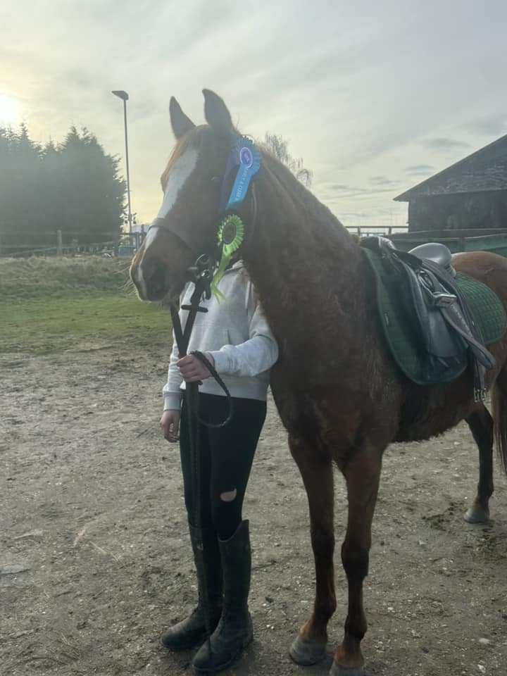 For Sale – Moores Gypsy Cobs