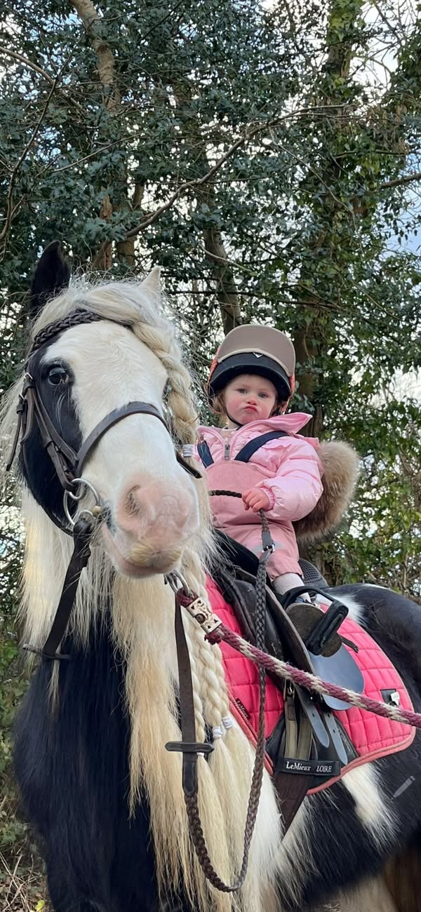 For Sale – Moores Gypsy Cobs