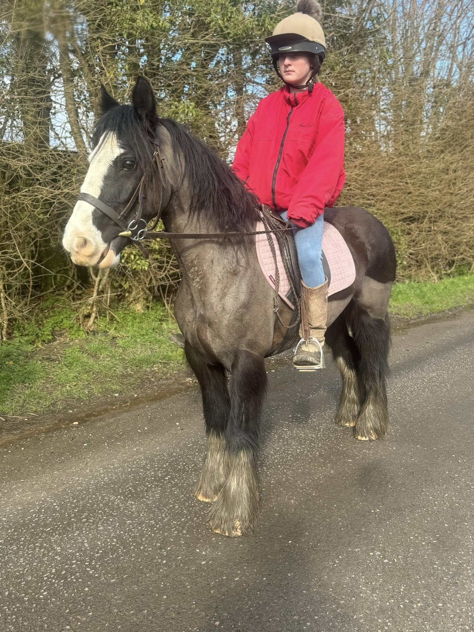 For Sale – Moores Gypsy Cobs