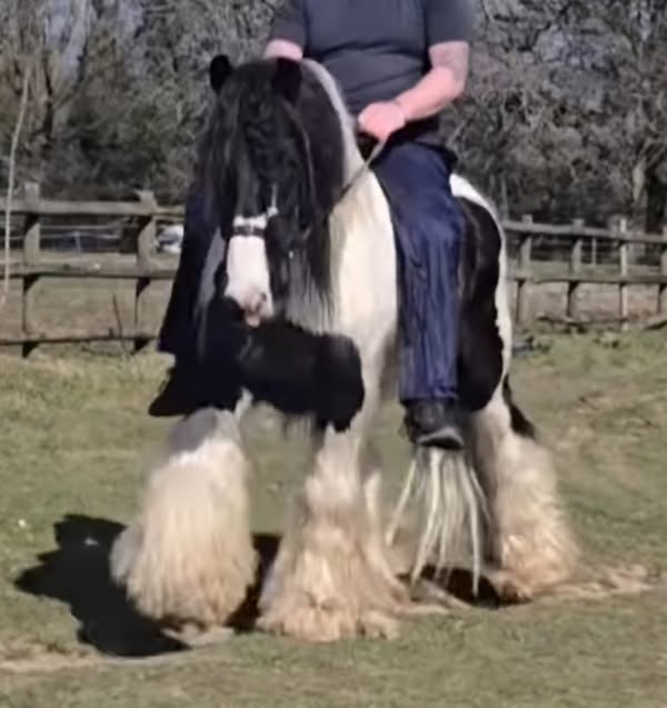 For Sale – Moores Gypsy Cobs