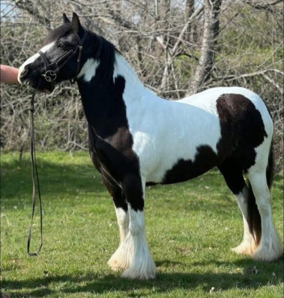 For Sale – Moores Gypsy Cobs