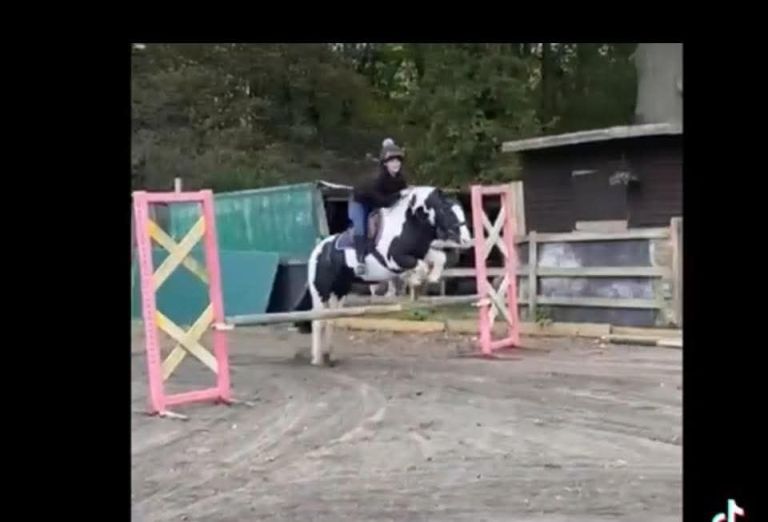 For Sale – Moores Gypsy Cobs