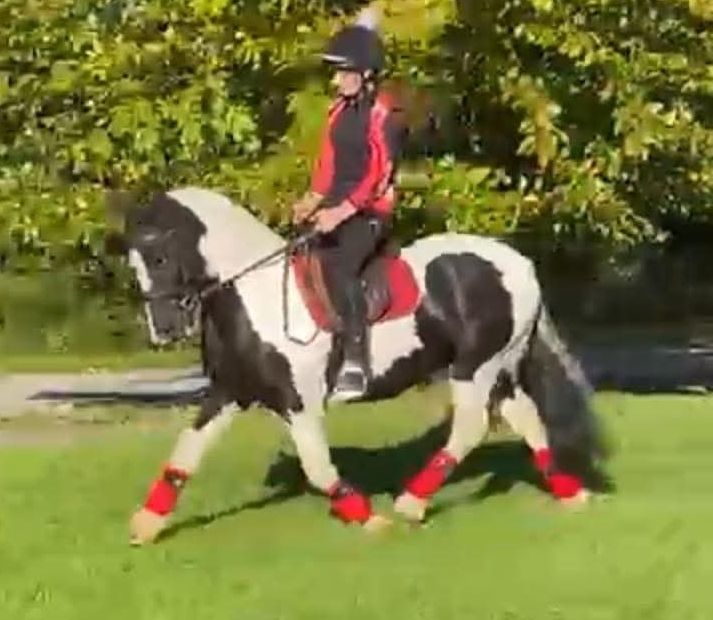 For Sale – Moores Gypsy Cobs