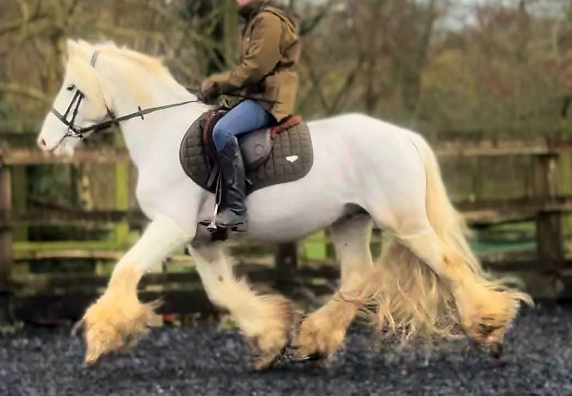 Rescues and Rehoming – Moores Gypsy Cobs