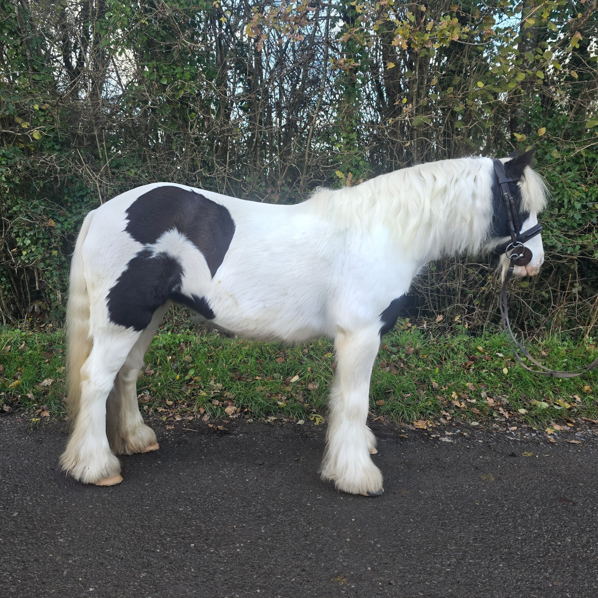 For Sale – Moores Gypsy Cobs