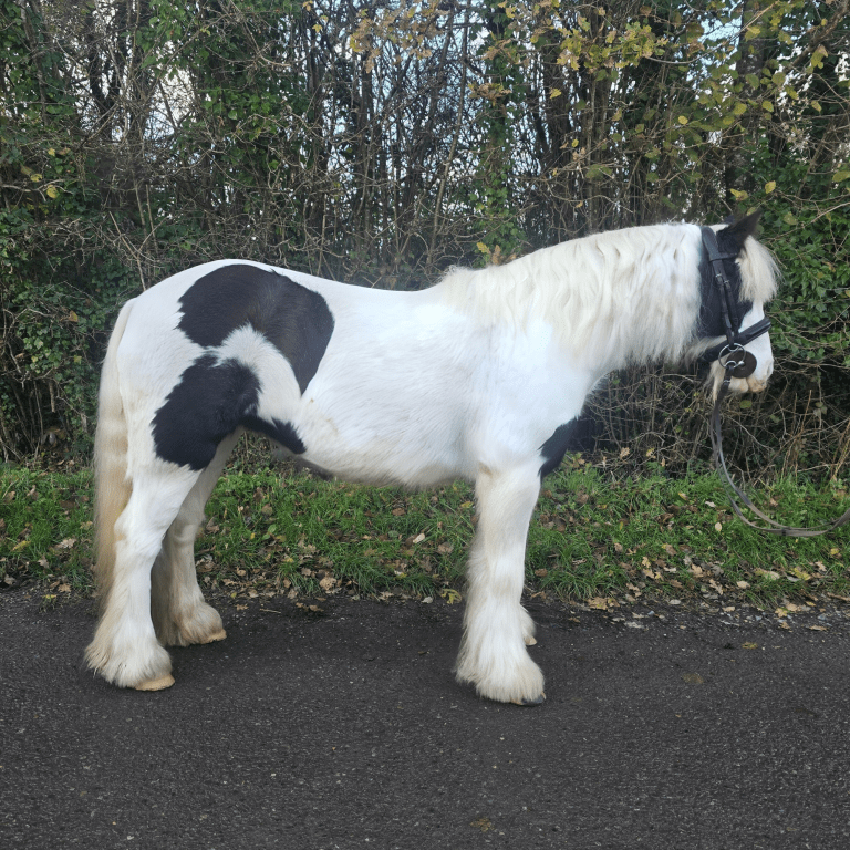 For Sale – Moores Gypsy Cobs
